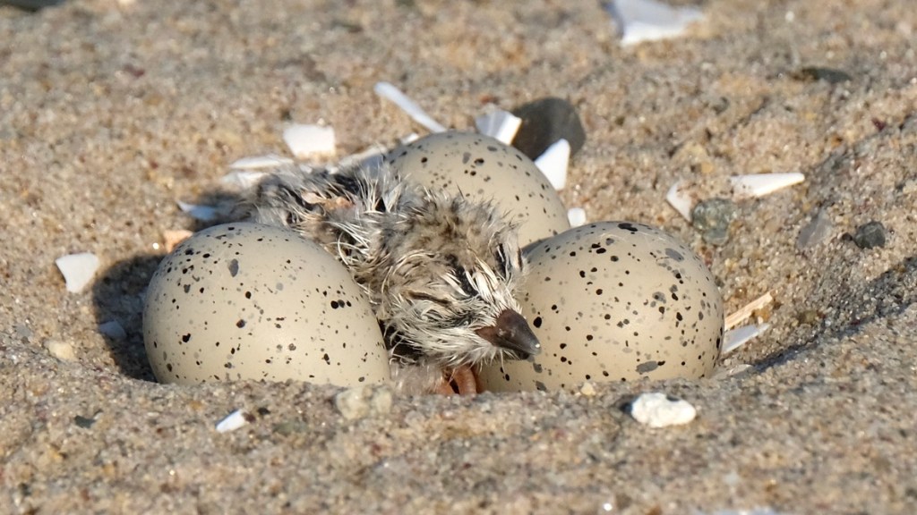 Our Mission | The Piping Plover Project