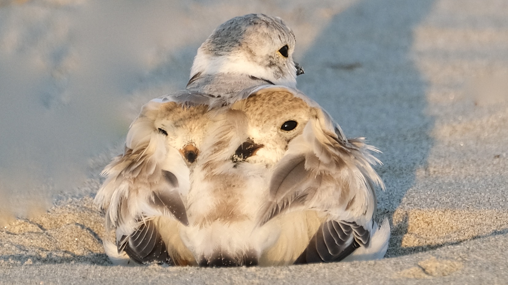 PIPING PLOVER Frequently Asked Questions | The Piping Plover Project