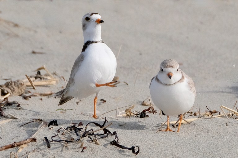 About Piping Plovers | The Piping Plover Project
