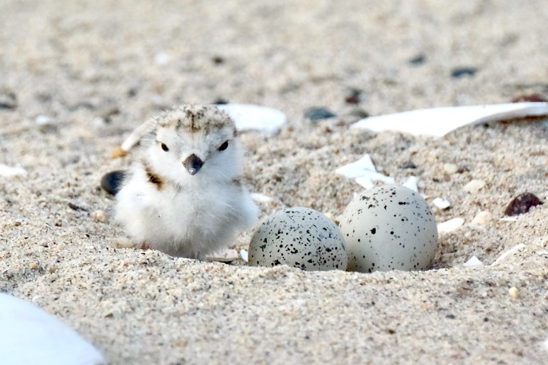 Hello and Welcome to Our New Home for the Piping Plover Project! | The Piping Plover Project