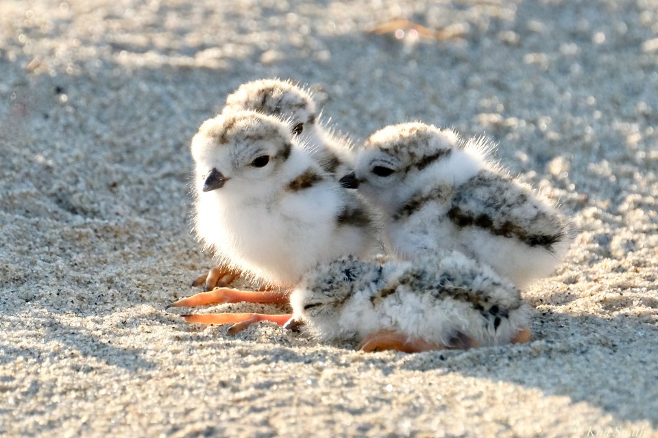 Piping Plover Film Project | The Piping Plover Project