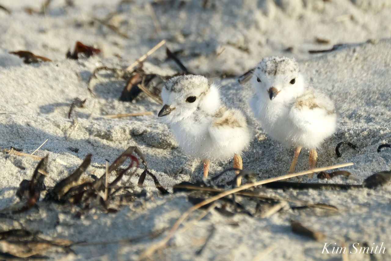 Protecting Piping Plovers Isn’t A Walk On The Beach | The Piping Plover ...