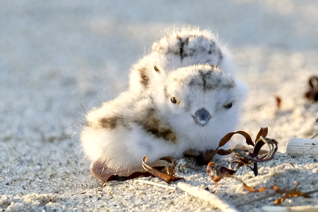 About Piping Plovers | The Piping Plover Project