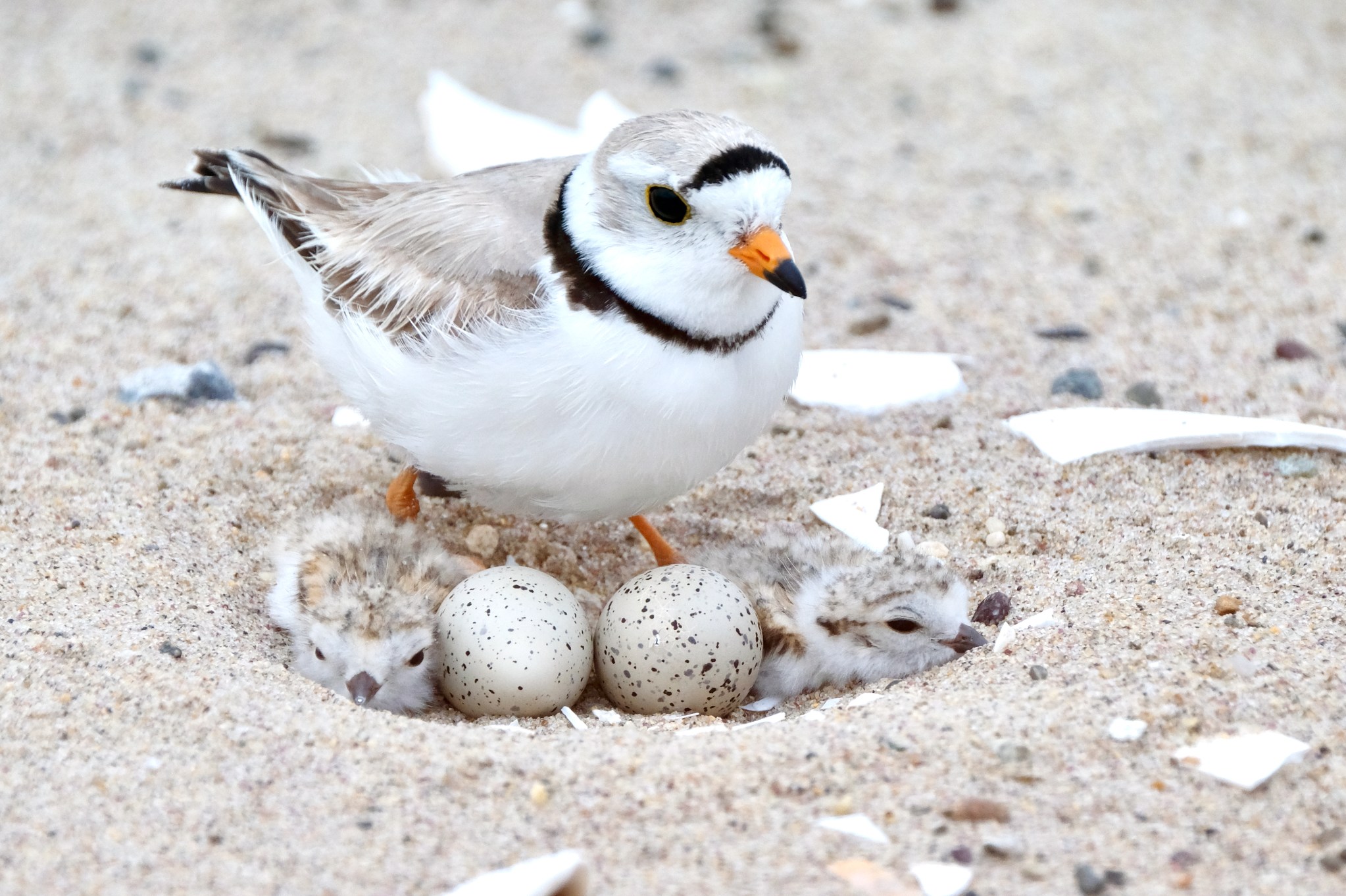 About Piping Plovers | The Piping Plover Project