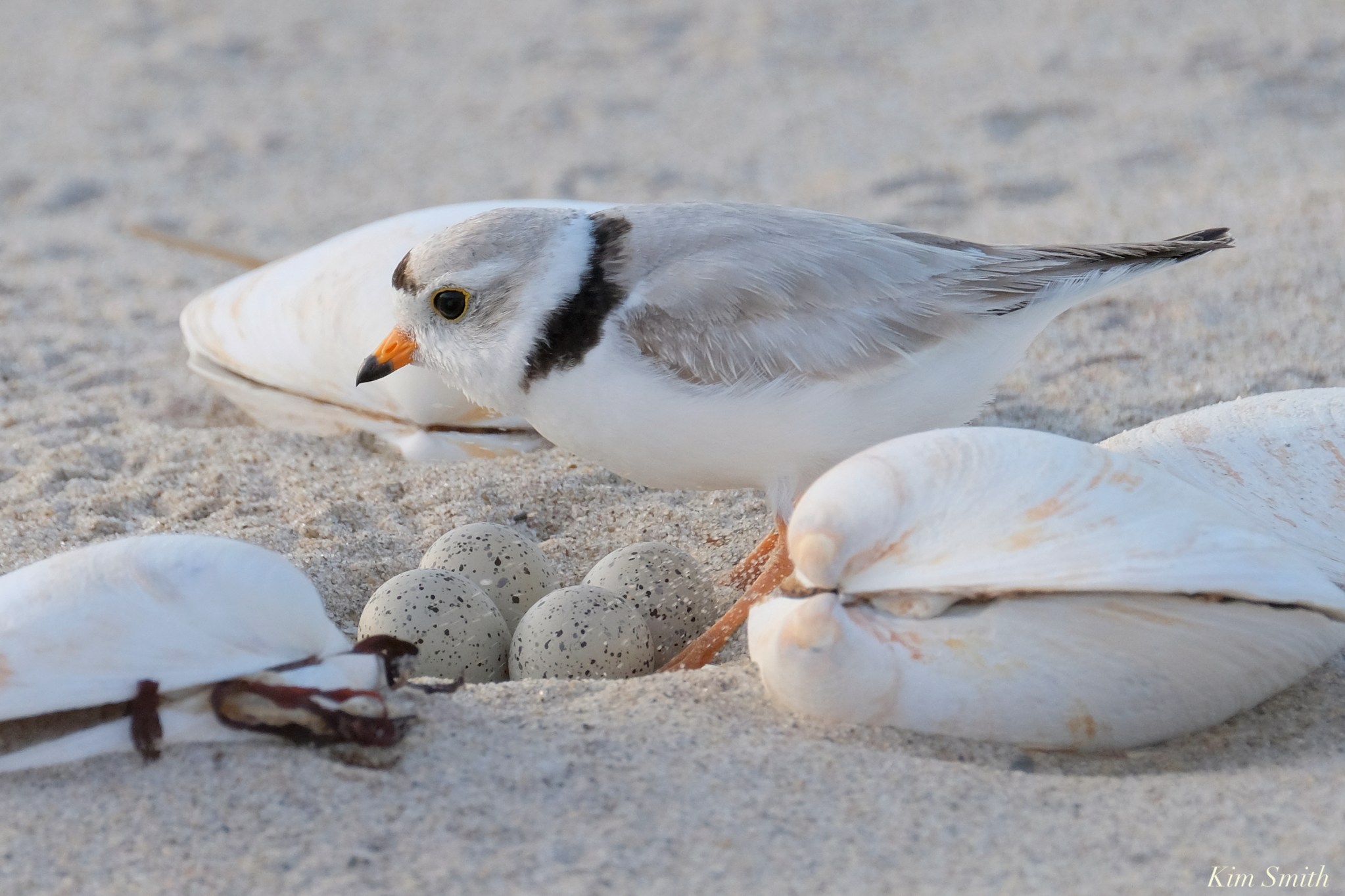 About Piping Plovers | The Piping Plover Project