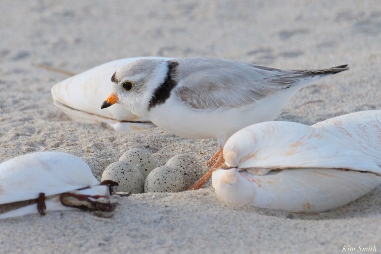 About Piping Plovers | The Piping Plover Project