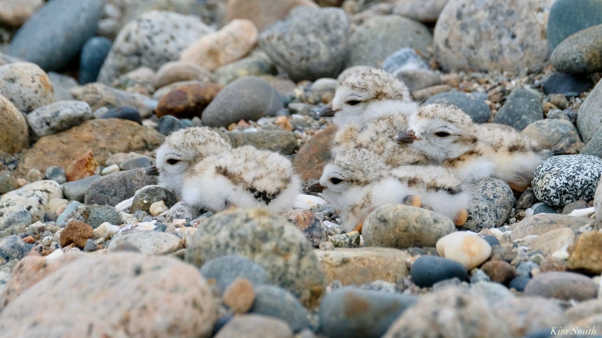 About Piping Plovers | The Piping Plover Project