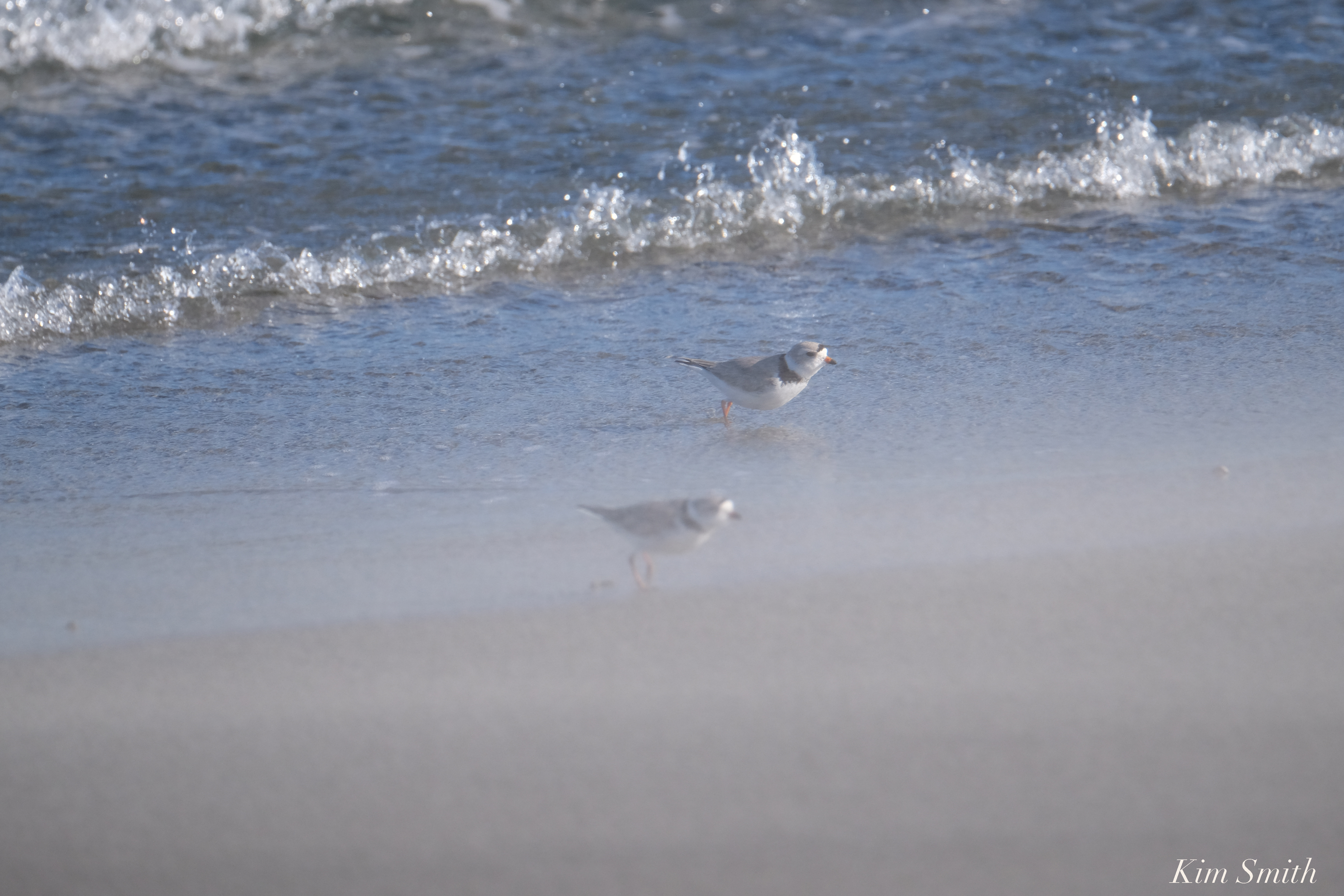 PIPING PLOVER SPOTTED AT WEST DENNIS! | The Piping Plover Project