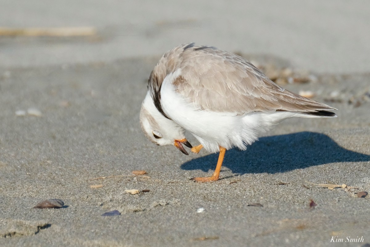 FROM THE GLOUCESTER DAILY TIMES – MASS AUDUBON TO HELP PROTECT PLOVERS ...