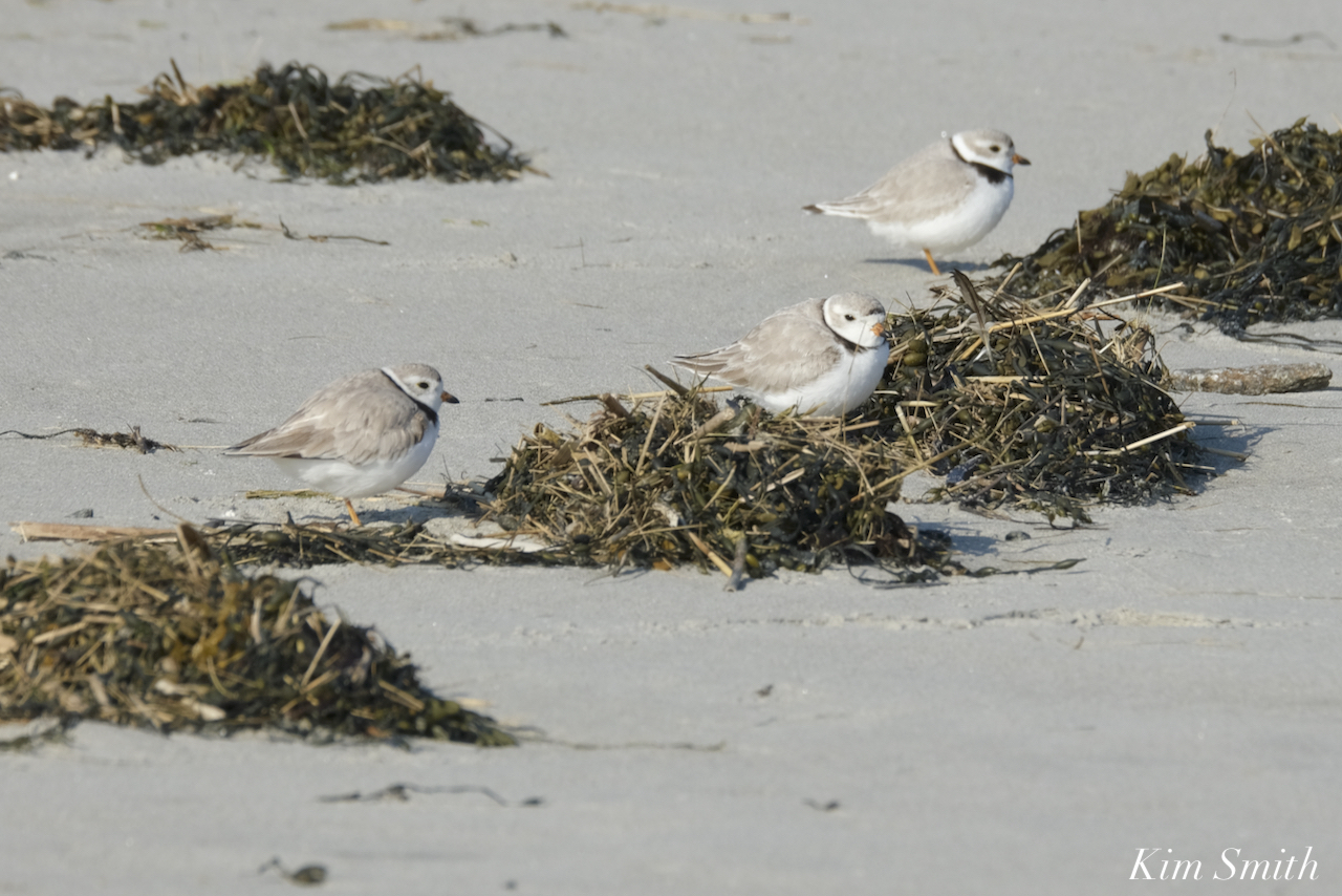 HAPPY UPDATE FROM PLOVERVILLE #ploverjoyed! | The Piping Plover Project