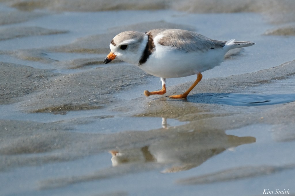 Super Mom Piping Plover | The Piping Plover Project