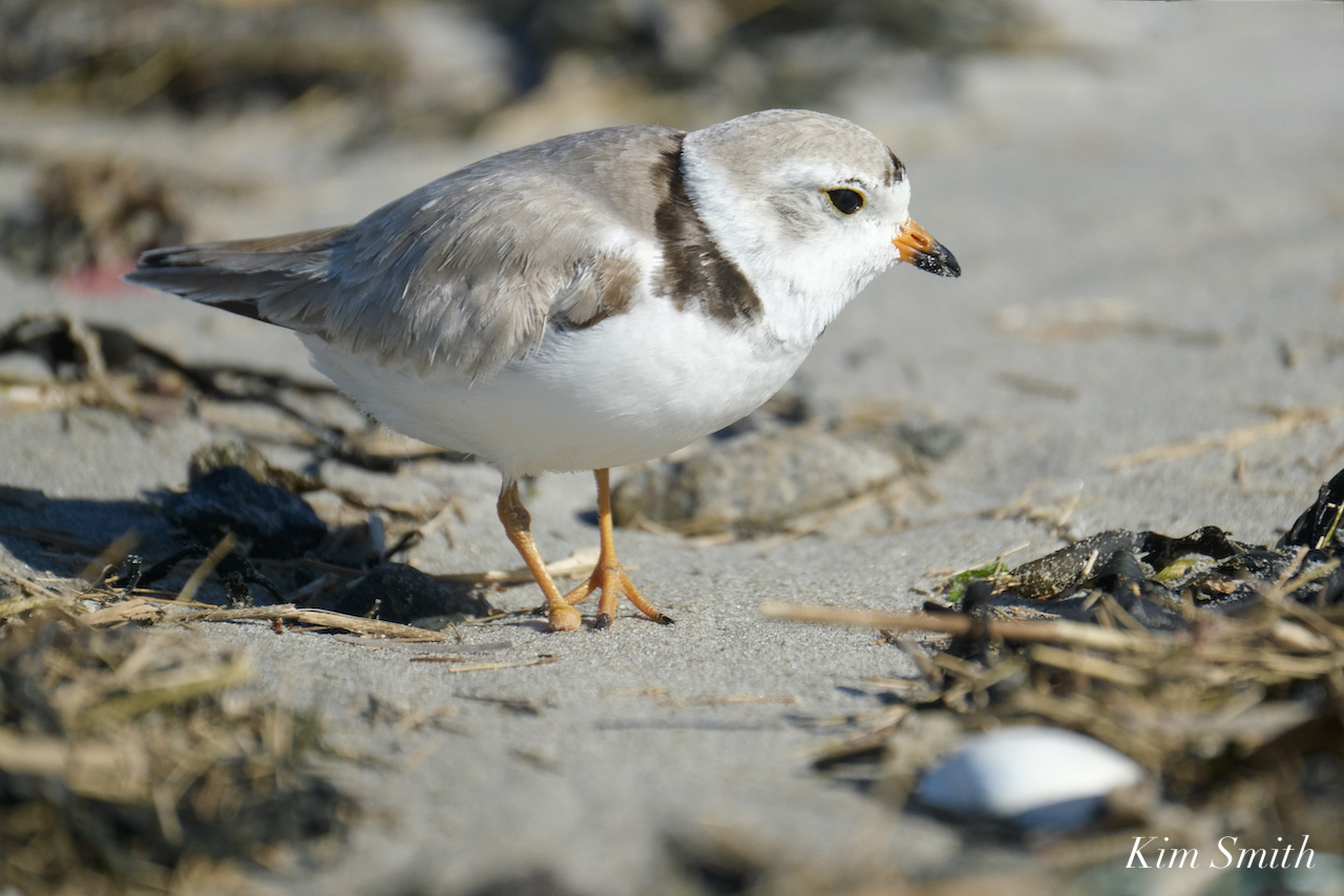 Piping Plover update | The Piping Plover Project