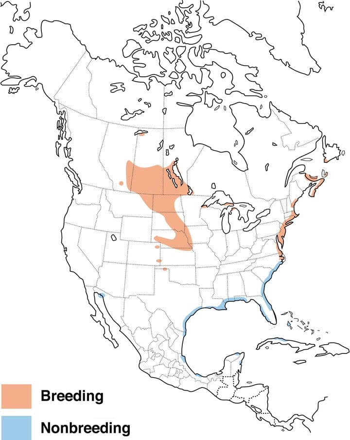 WHERE DO PIPING PLOVERS GO AFTER DEPARTING MASSACHUSETTS AND NEW ...