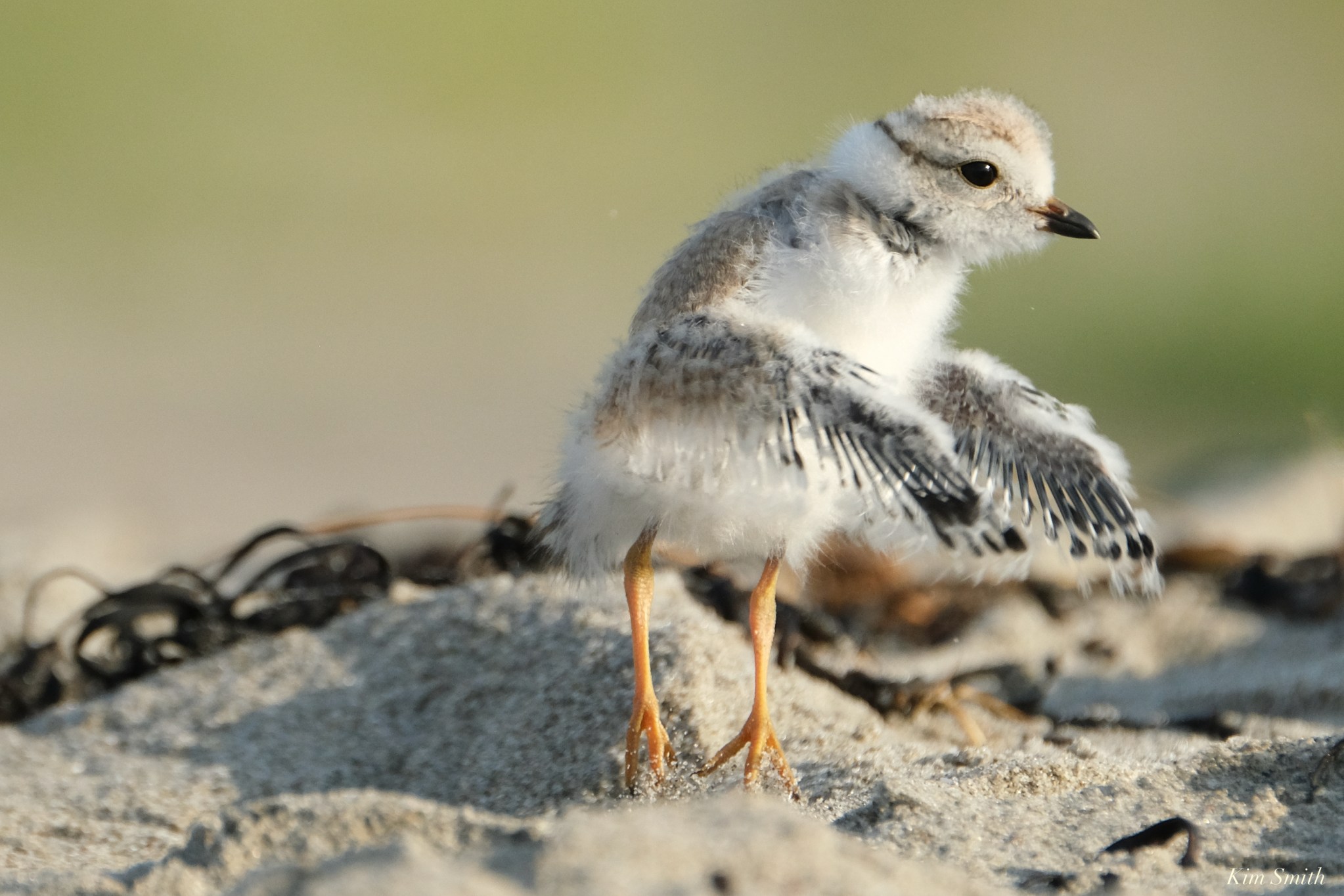 WHERE DO PIPING PLOVERS GO AFTER DEPARTING MASSACHUSETTS AND NEW ...