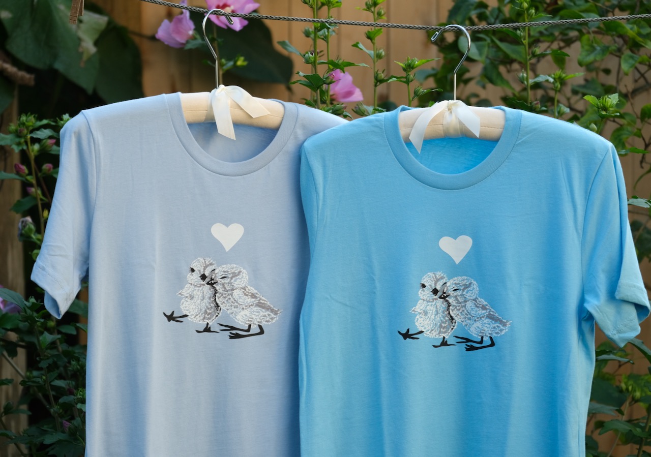 The Piping Plover Project | Dedicated to Piping Plover Conservation ...