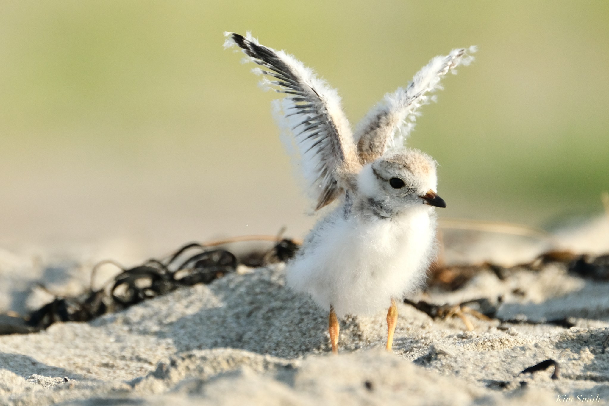 GOOD HARBOR BEACH PIPING PLOVERS FEATURED IN TODAY’S GLOUCESTER TIMES ...