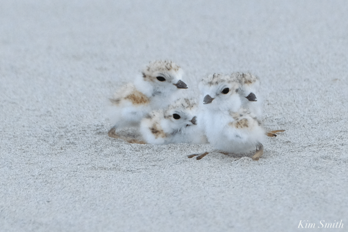FUNNY PIPING PLOVER CHICKS NEW SHORT FILM | The Piping Plover Project