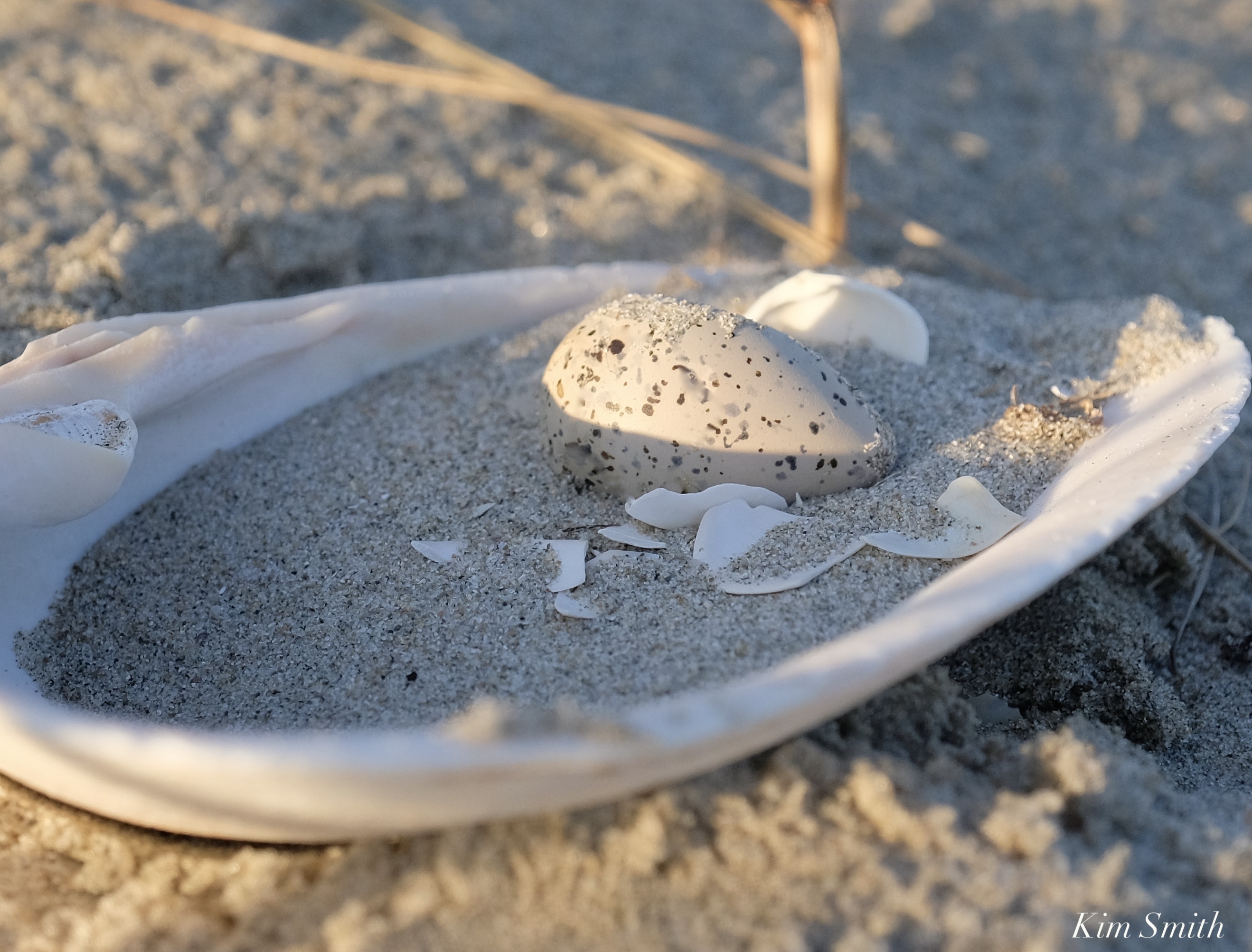 Piping Plover migration | The Piping Plover Project