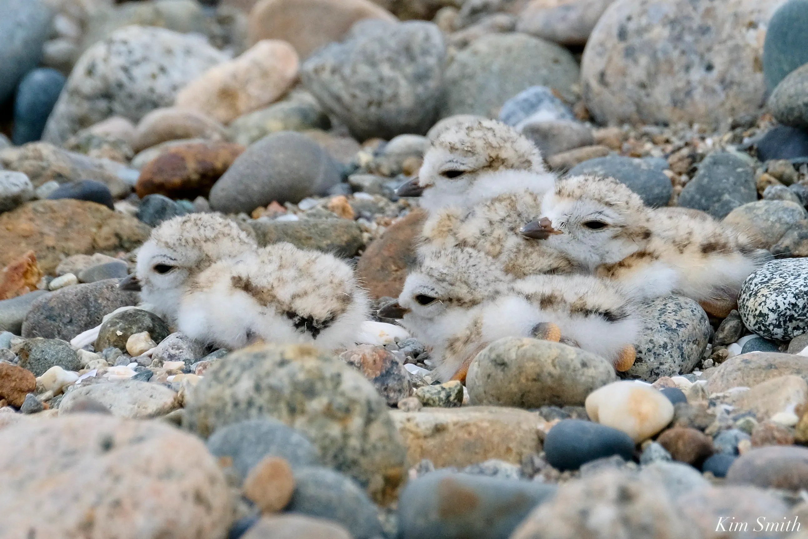 ENDANGERED SPECIES ACT AT 50 YEARS OLD! | The Piping Plover Project