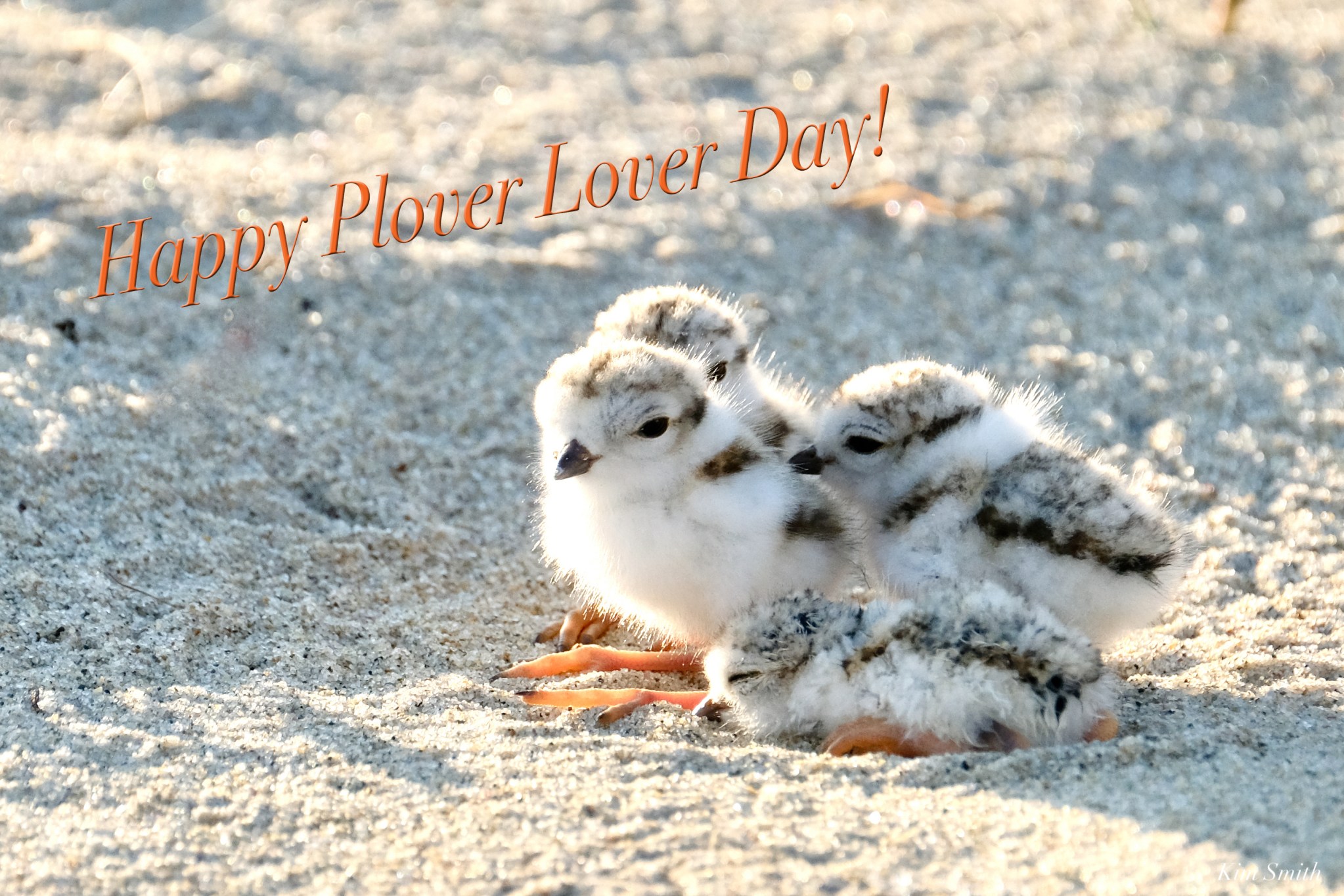 Happy Plover Lover Day! | The Piping Plover Project