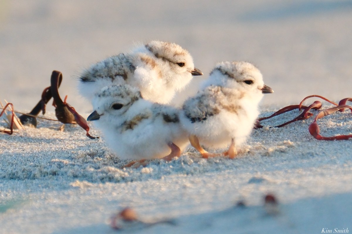 The Good Harbor Beach Piping Plovers July Update | The Piping Plover ...