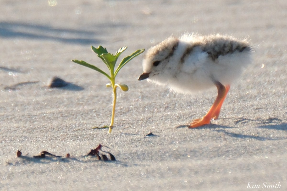 The Piping Plover Project | Dedicated to Piping Plover Conservation
