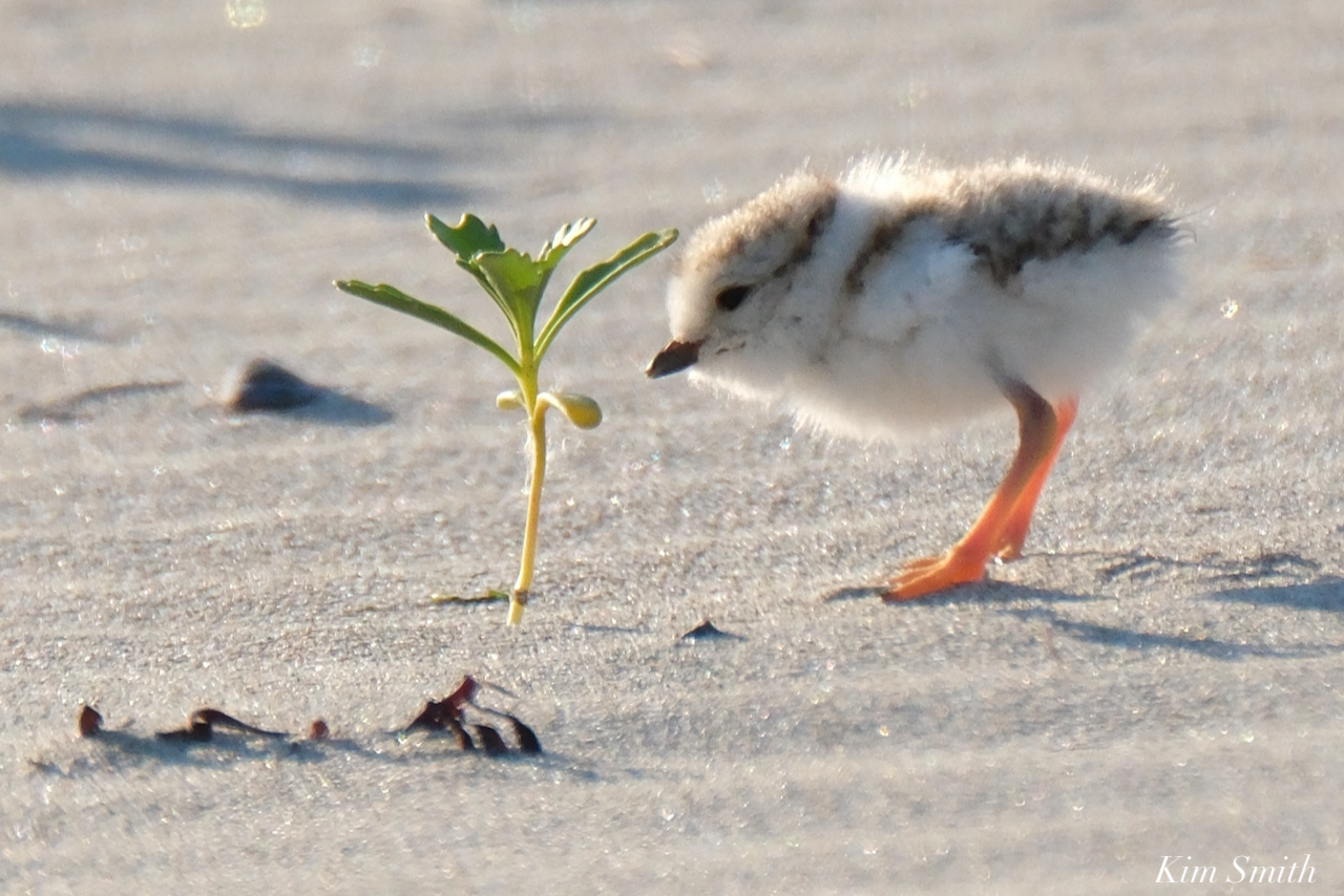 The Piping Plover Project | Dedicated to Piping Plover Conservation