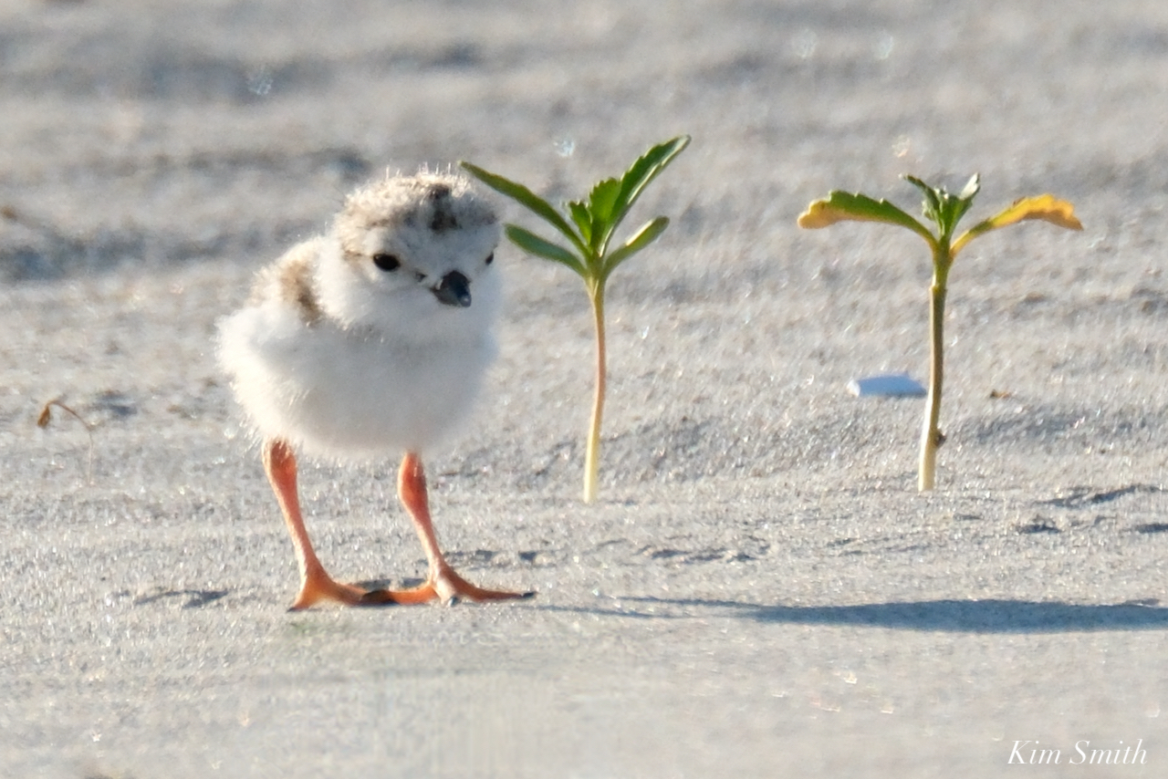 The Piping Plover Project | Dedicated to Piping Plover Conservation