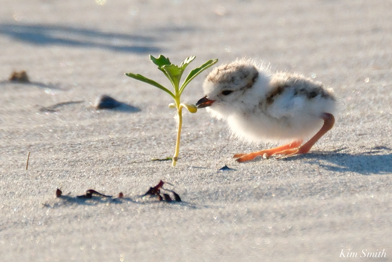 The Piping Plover Project | Dedicated to Piping Plover Conservation