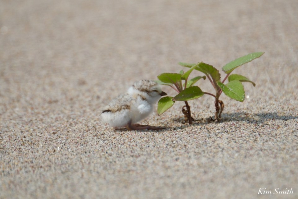 The Piping Plover Project | Dedicated to Piping Plover Conservation