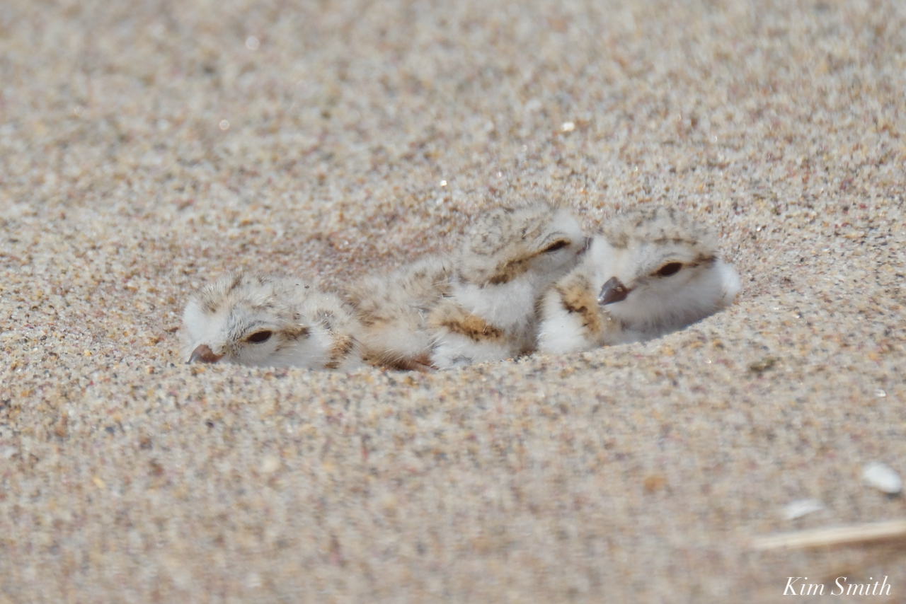 The Piping Plover Project | Dedicated to Piping Plover Conservation
