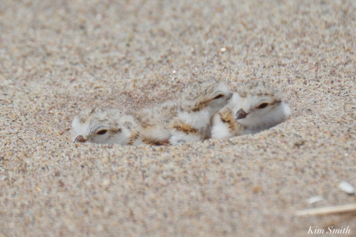 The Piping Plovers of Moonlight Bay – the sweetest story around! | The ...