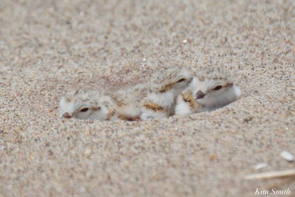 The Piping Plover Project | Dedicated to Piping Plover Conservation