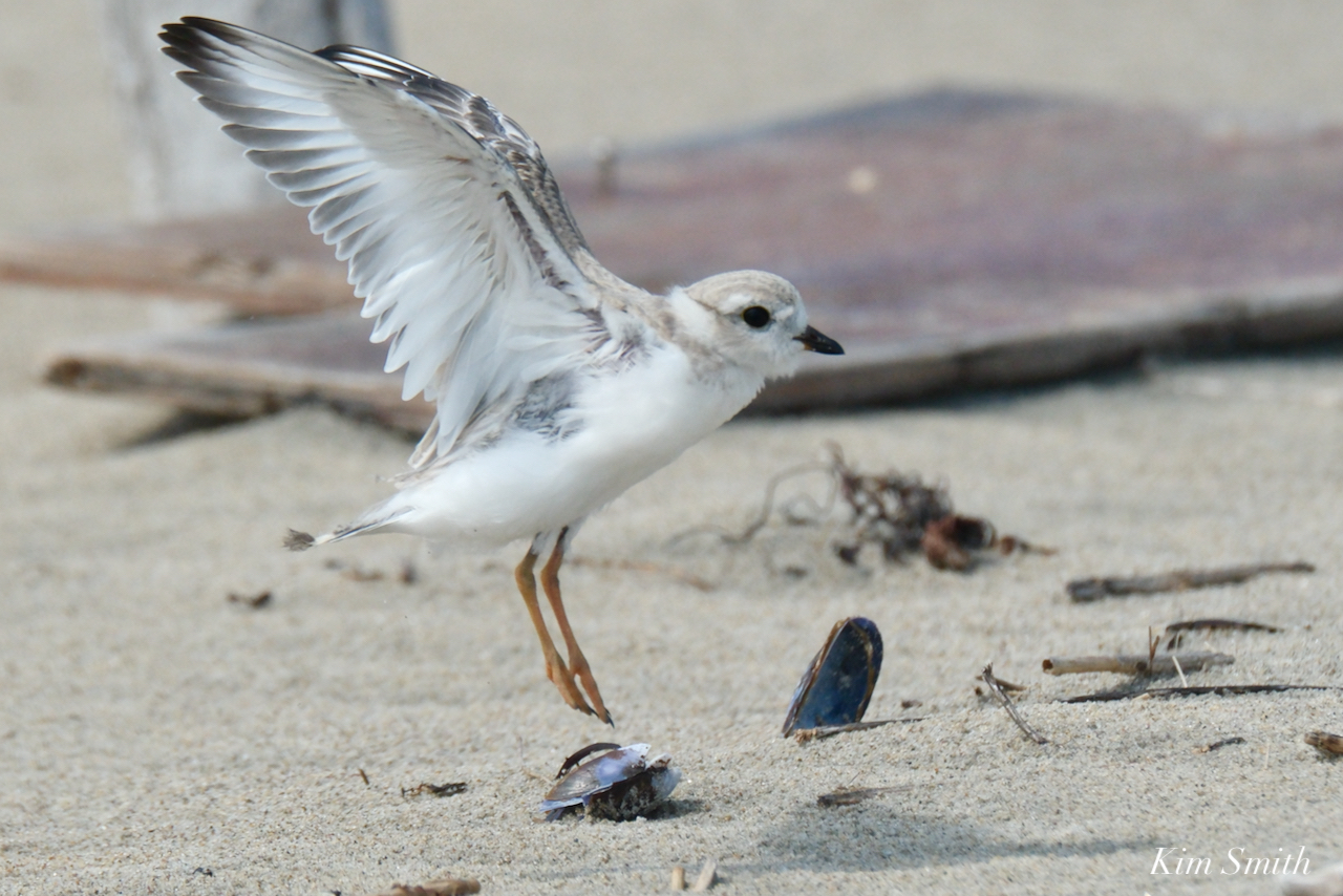 The Piping Plover Project | Dedicated to Piping Plover Conservation