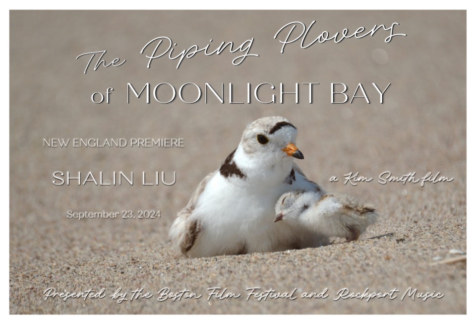 The Piping Plover Project | Dedicated to Piping Plover Conservation