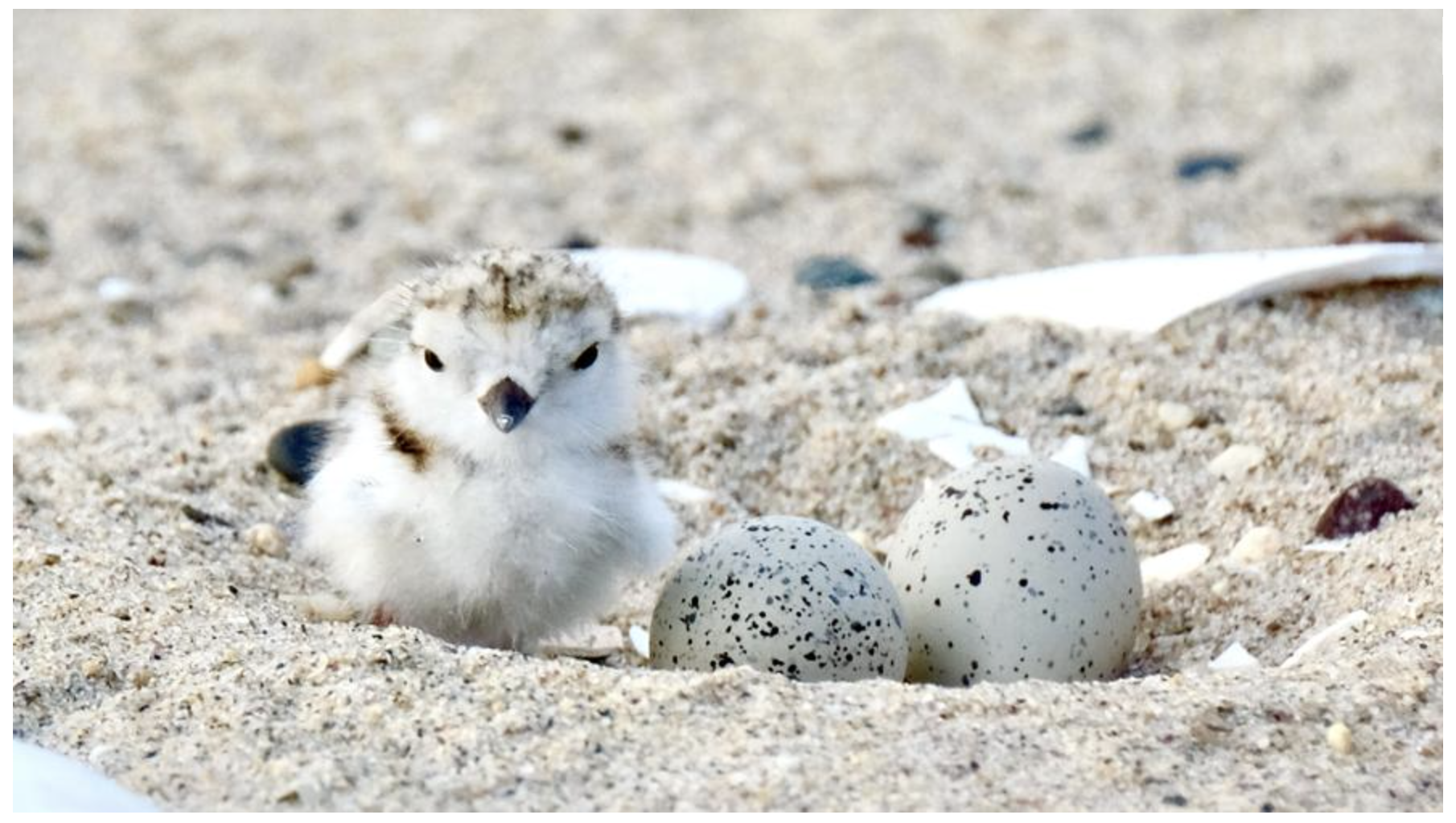 The Piping Plover Project | Dedicated to Piping Plover Conservation