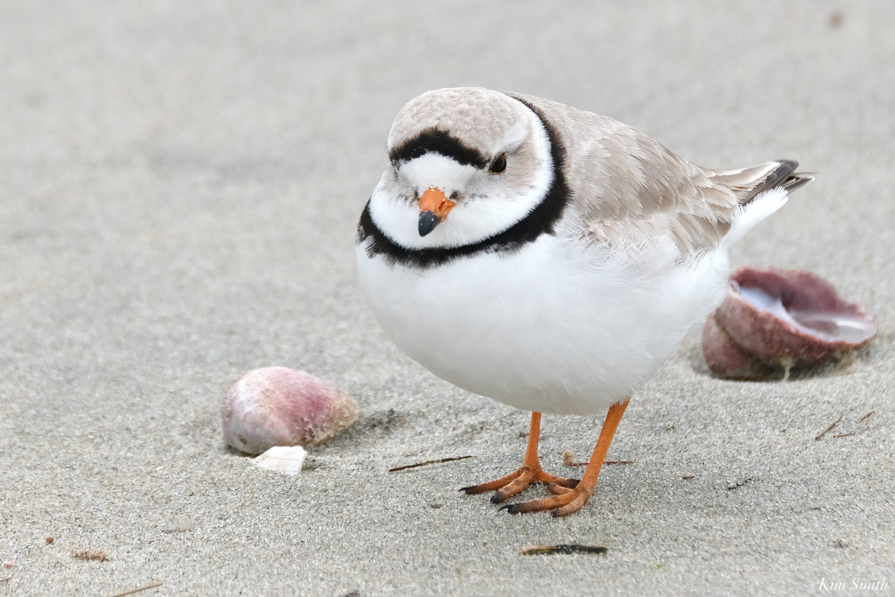 Snowy Plovers Are (Nearly) as Enchanting as Piping Plovers! | The ...