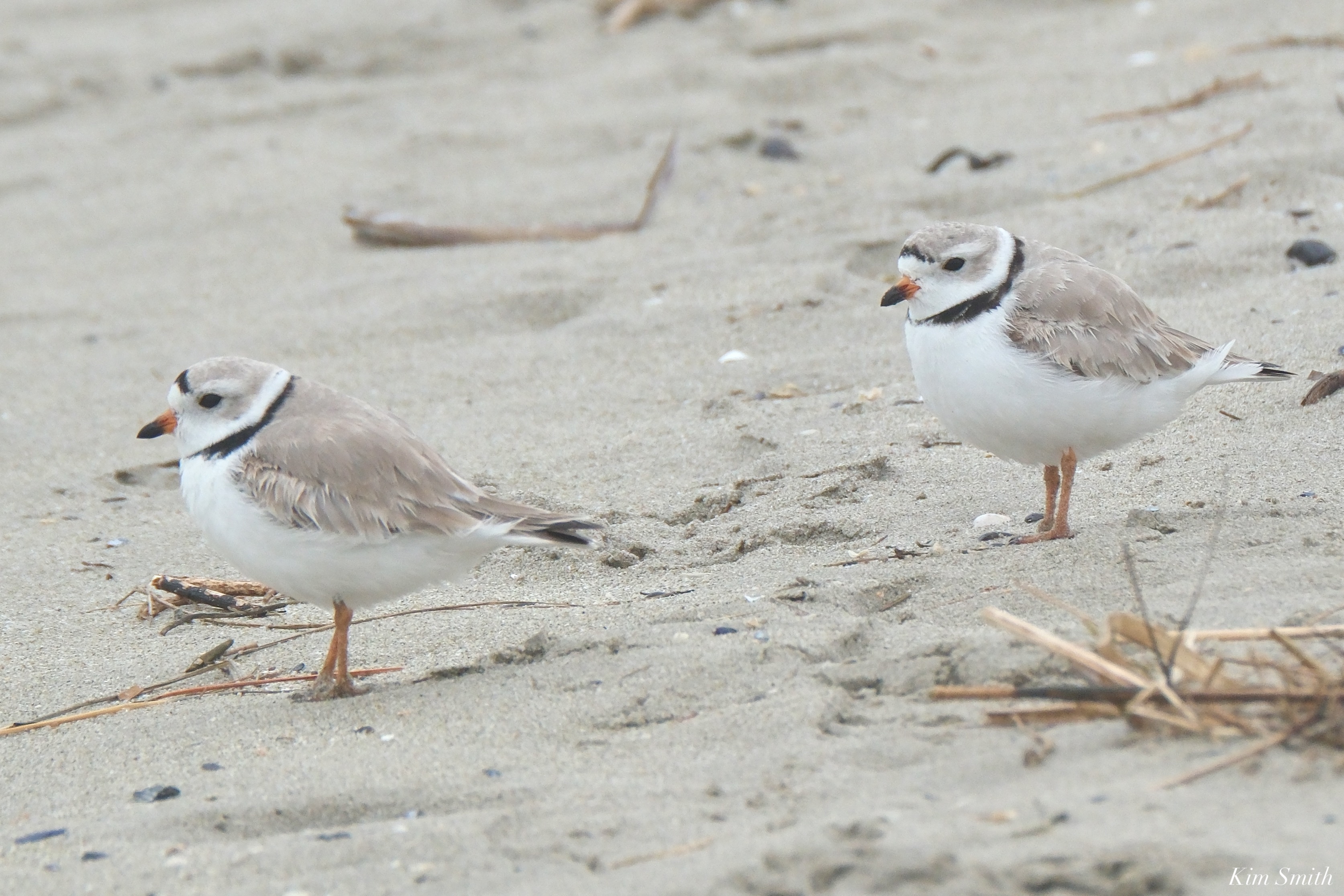 Plover Love Story for the Ages #ploverjoyed | The Piping Plover Project
