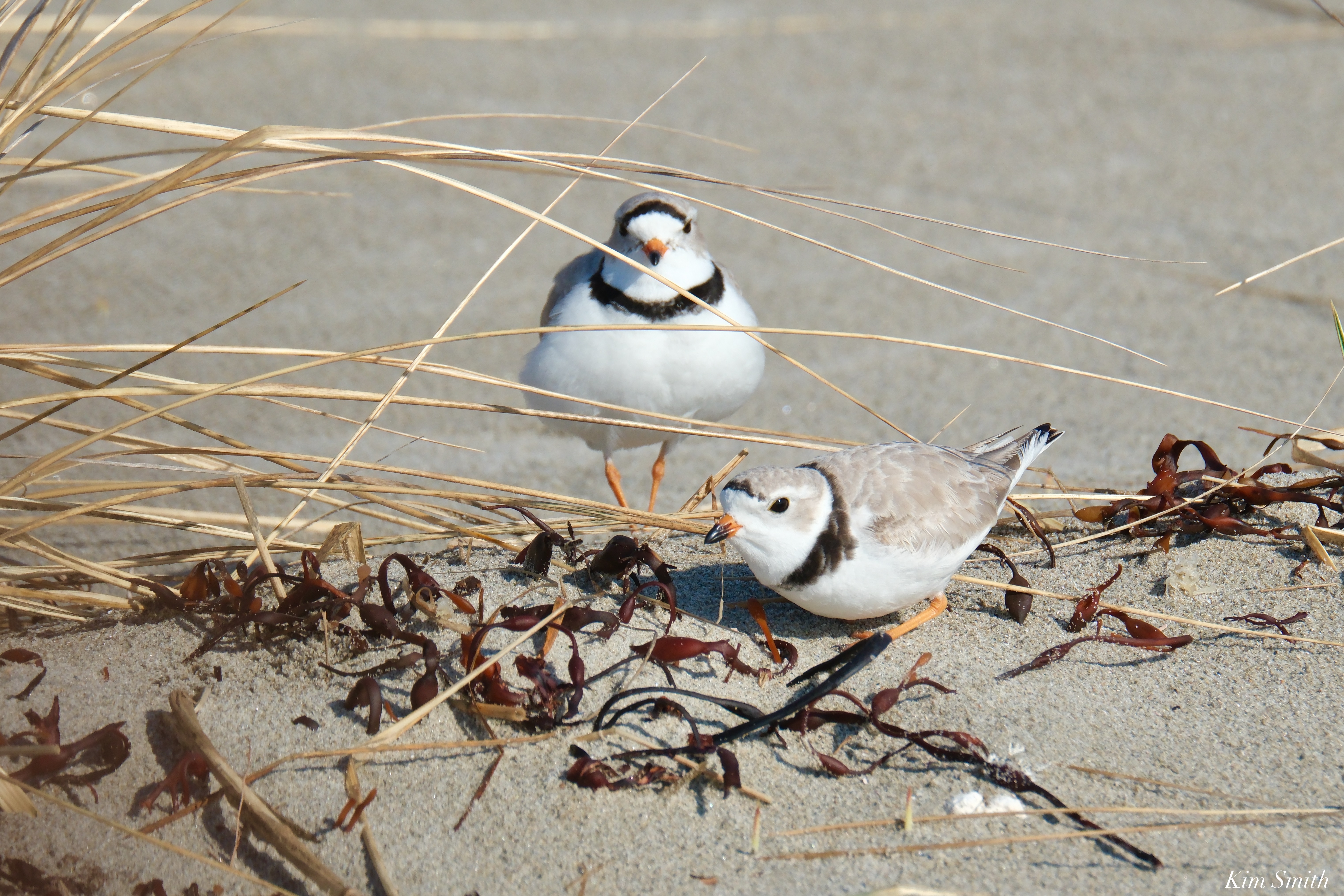 Plover Love Story for the Ages #ploverjoyed | The Piping Plover Project