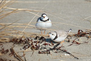 The Piping Plover Project | Dedicated to Piping Plover Conservation