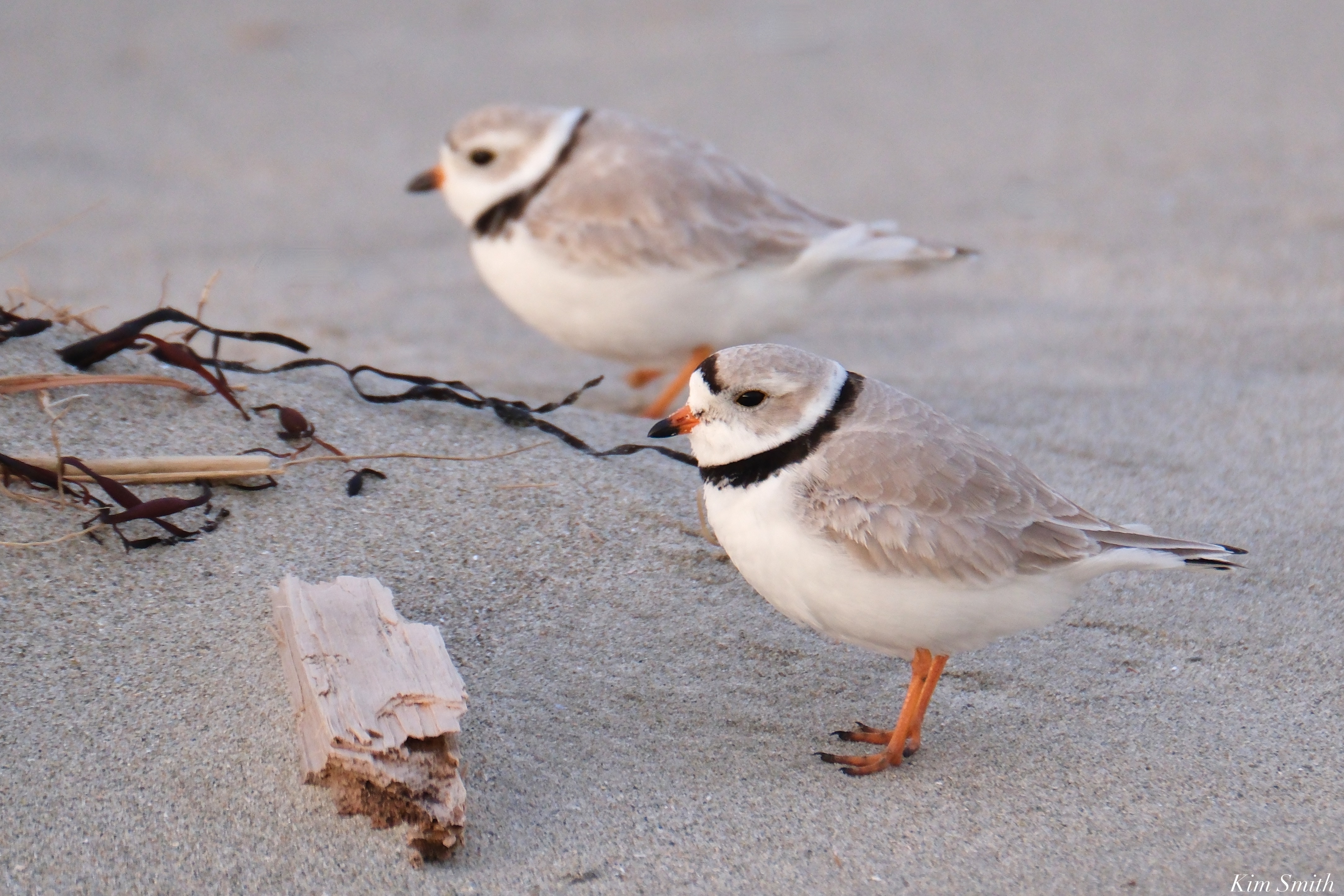 Thank You Plover Friends! | The Piping Plover Project