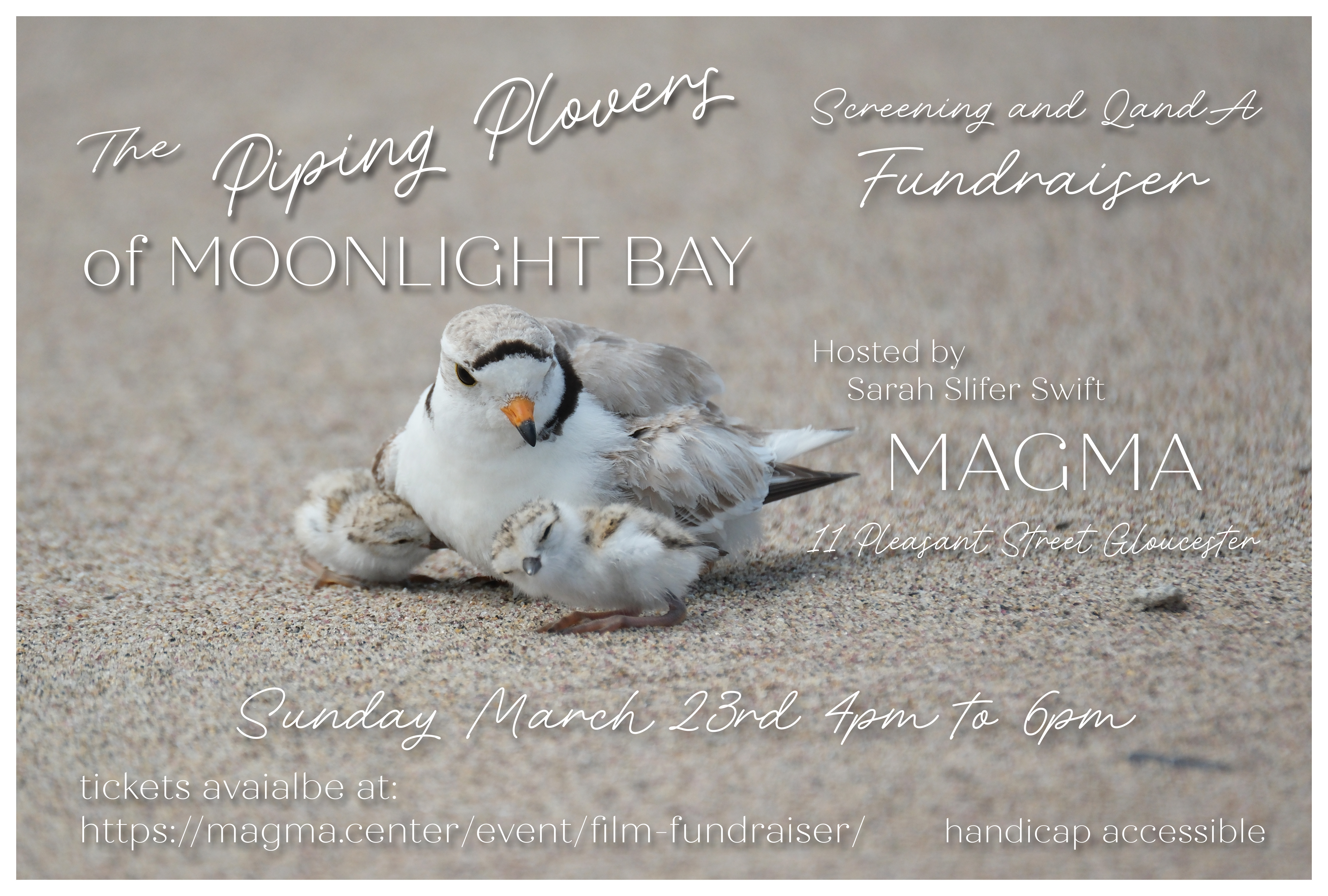 Snowy Plovers Are (Nearly) as Enchanting as Piping Plovers! | The ...