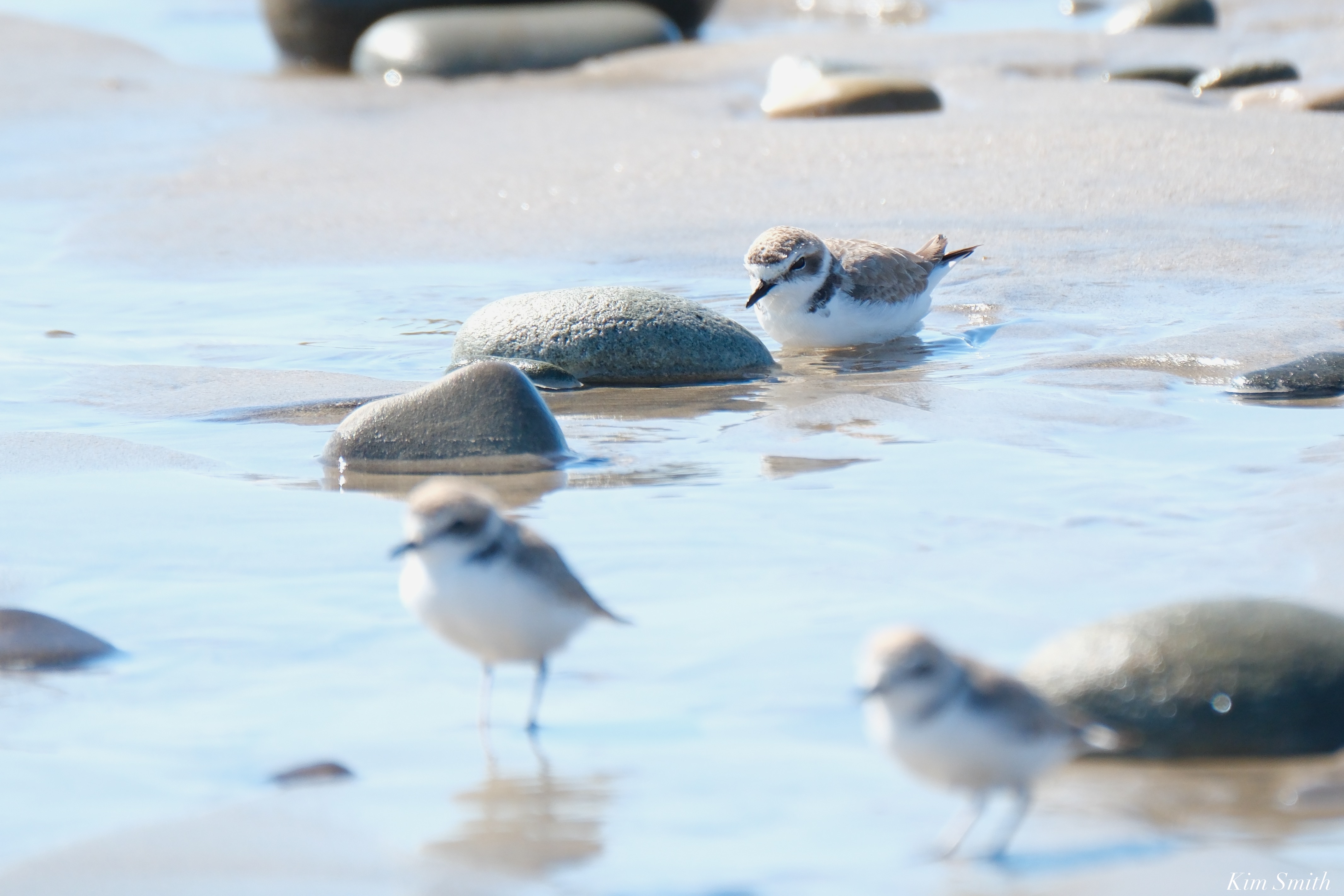 The Piping Plover Project | Dedicated to Piping Plover Conservation