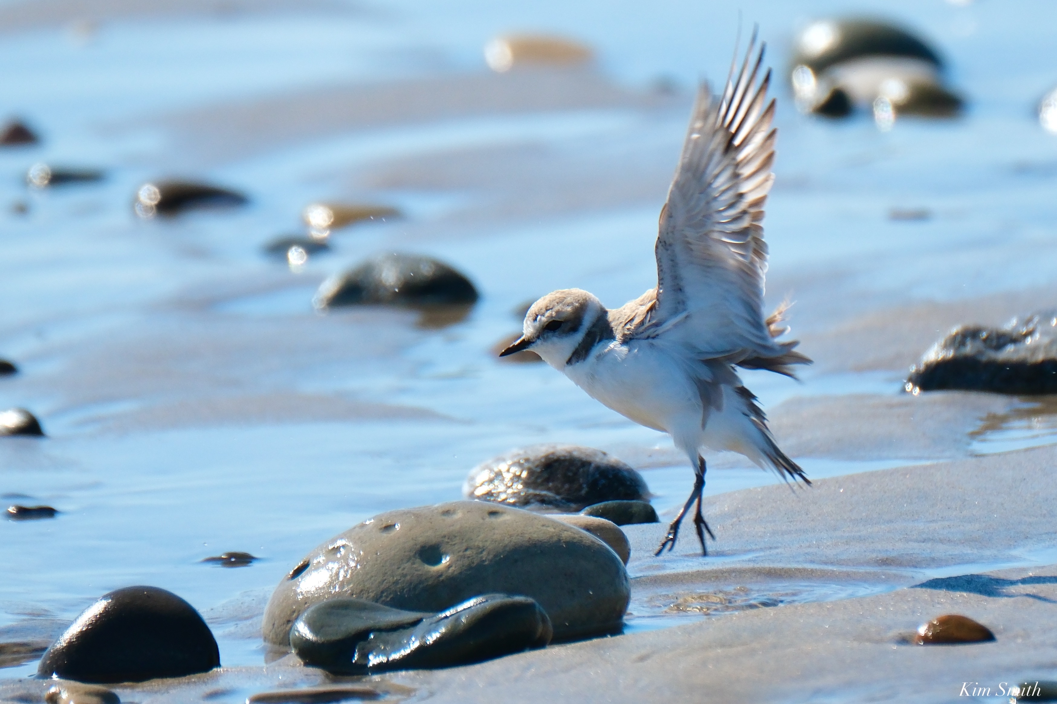 The Piping Plover Project | Dedicated to Piping Plover Conservation