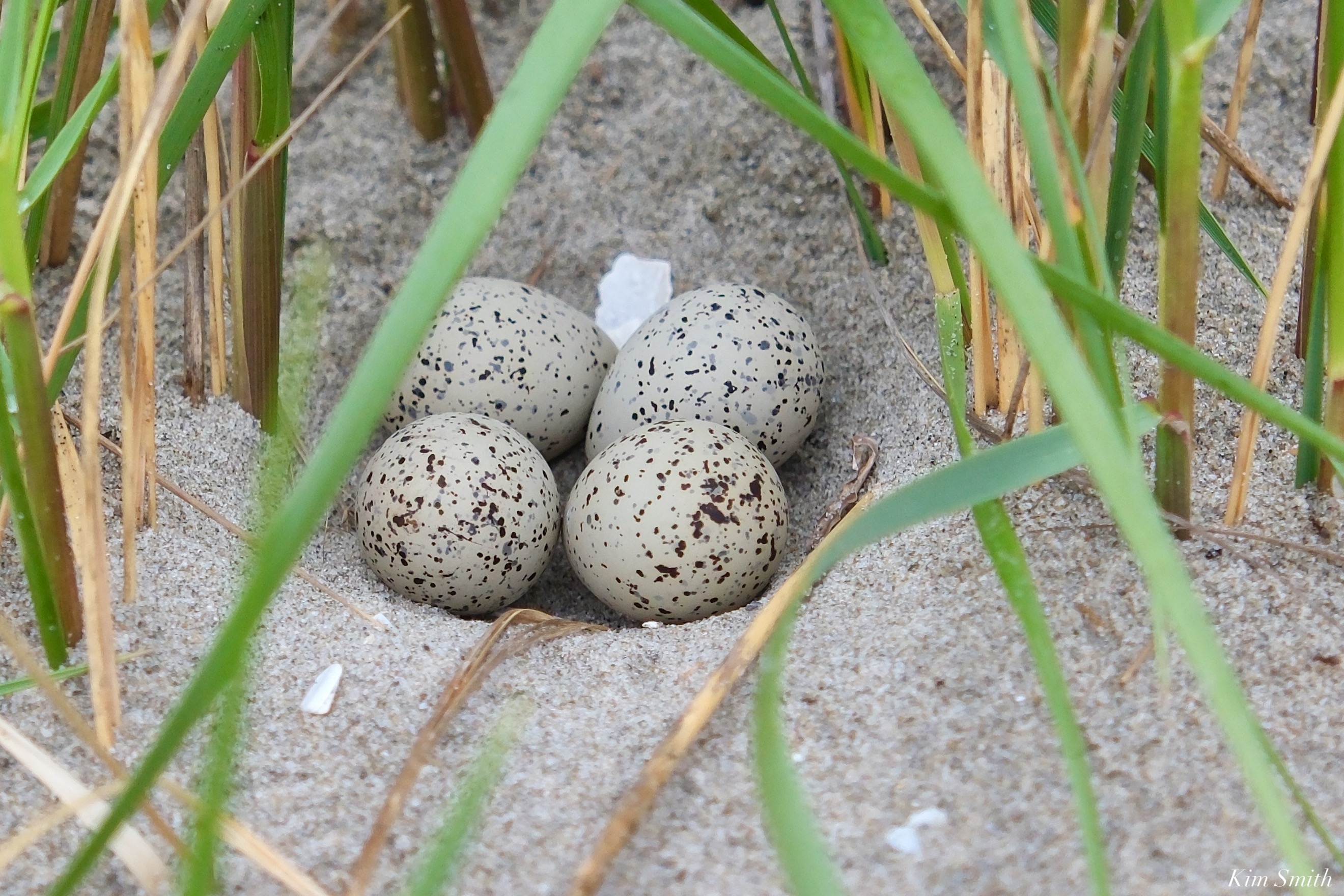 The Piping Plover Project | Dedicated to Piping Plover Conservation