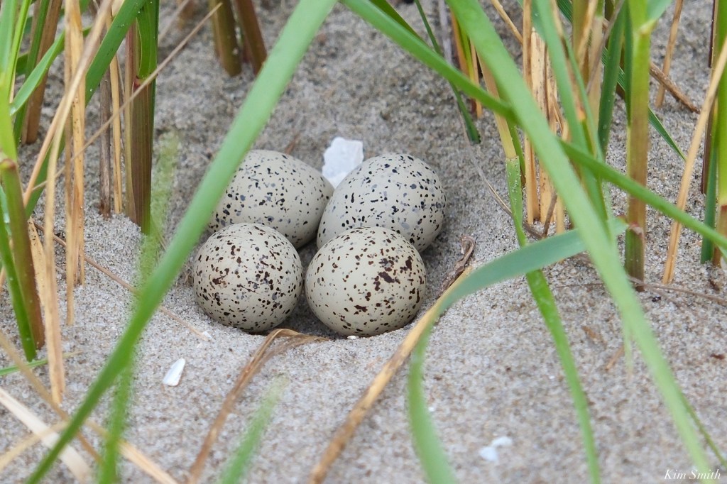 The Piping Plover Project | Dedicated to Piping Plover Conservation