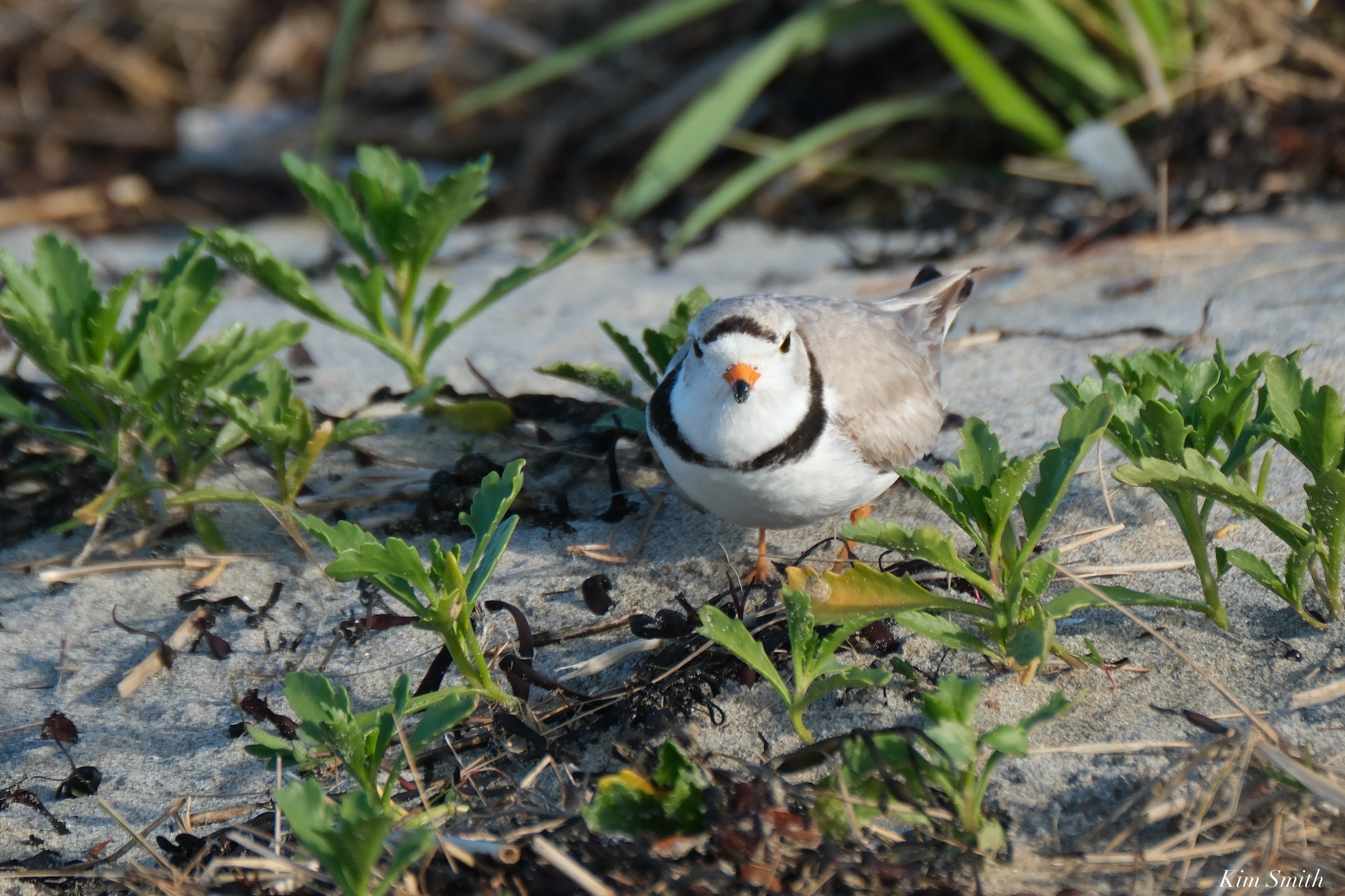 The Piping Plover Project | Dedicated to Piping Plover Conservation