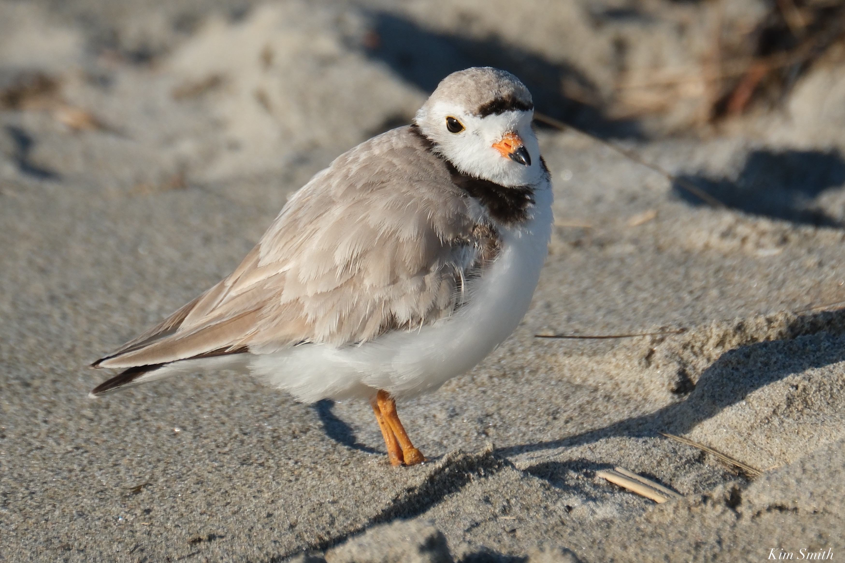 The Piping Plover Project | Dedicated to Piping Plover Conservation