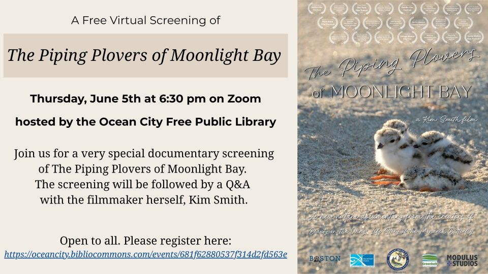 The Piping Plover Project | Dedicated to Piping Plover Conservation