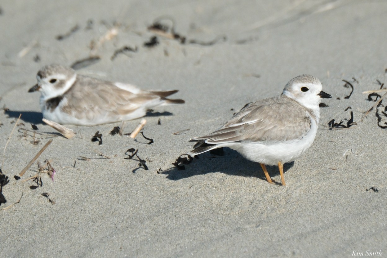 The Piping Plover Project | Dedicated to Piping Plover Conservation